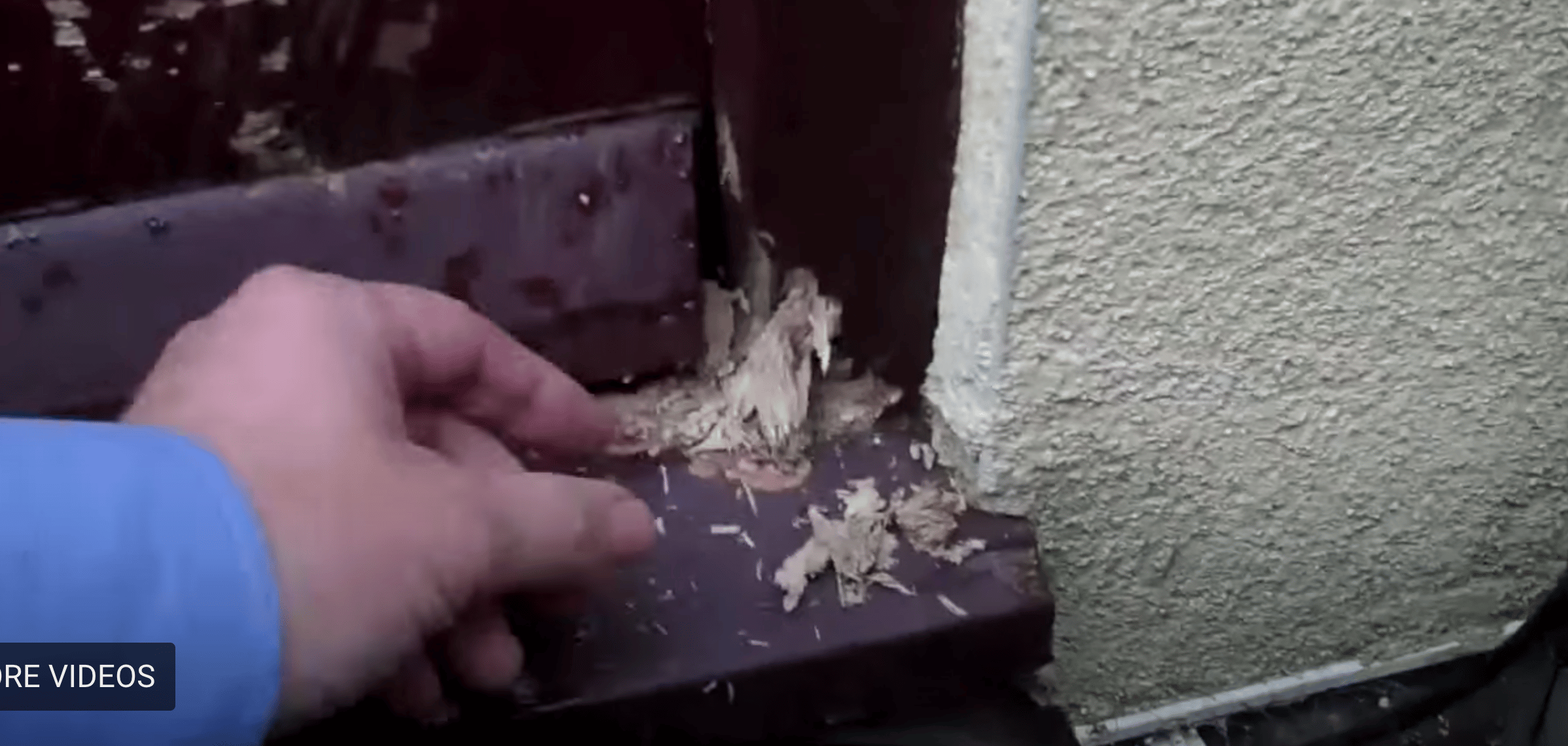 Wet Rot White rot - an explanation - BT Preservation | Damp, Structural ...