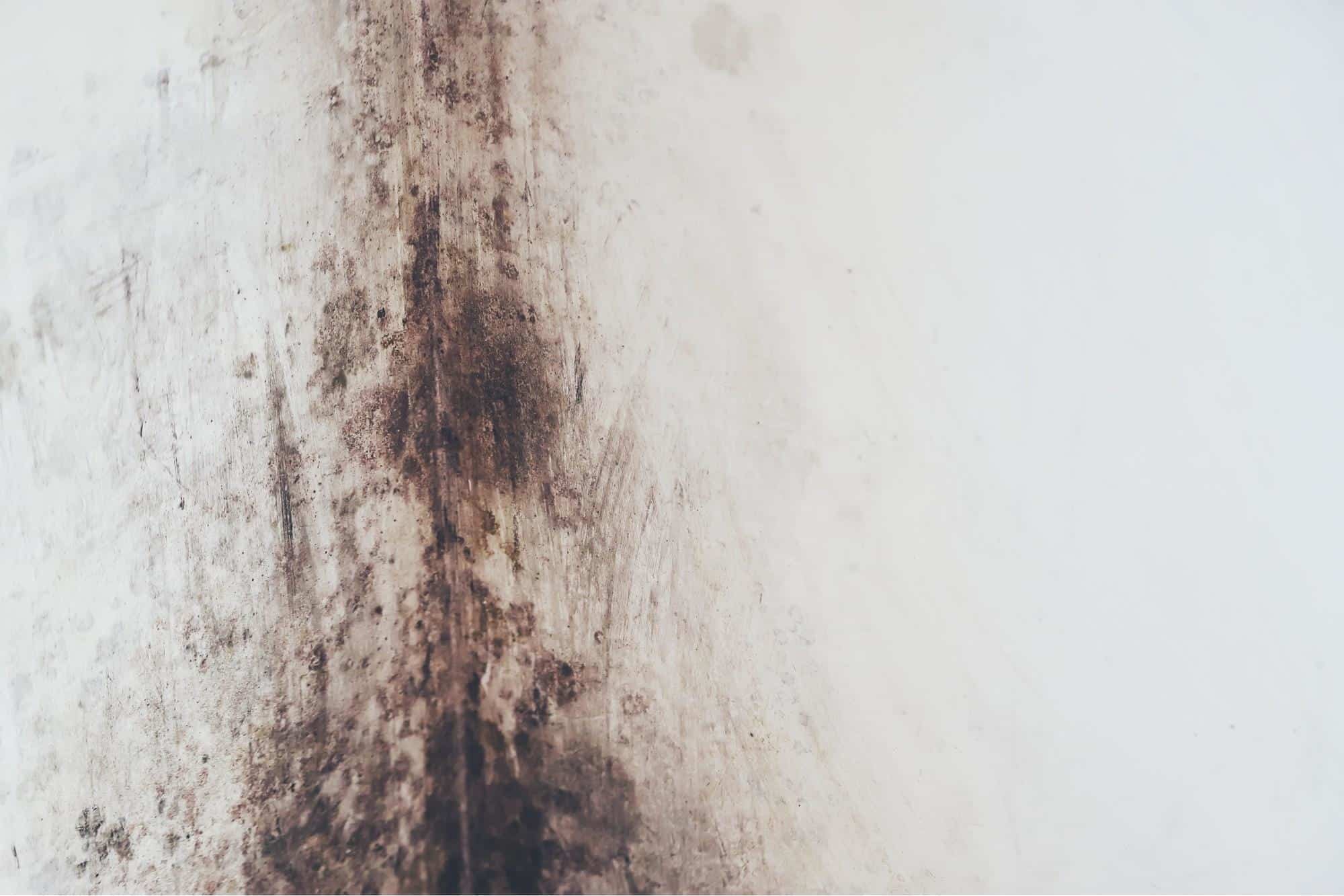 What causes Mould growth behind plasterboard? - BT Preservation | Damp ...