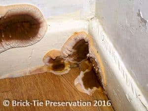 What is Dry Rot? - BT Preservation | Damp, Structural Repair and Timber ...