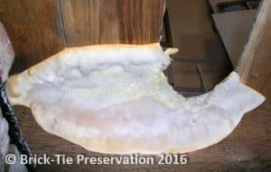 What is Dry Rot? - BT Preservation | Damp, Structural Repair and Timber ...