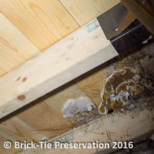 What is Dry Rot? - BT Preservation | Damp, Structural Repair and Timber ...