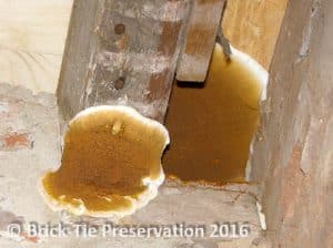 What is Dry Rot? - BT Preservation | Damp, Structural Repair and Timber ...